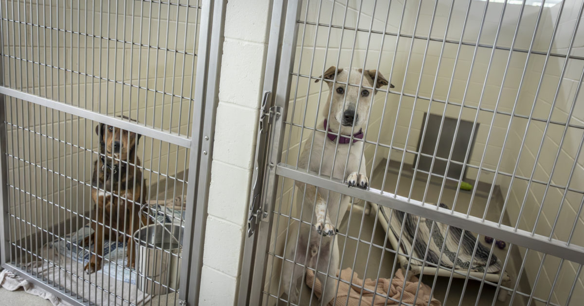 RI Foundation | Animal welfare groups awarded $530,000 in grants